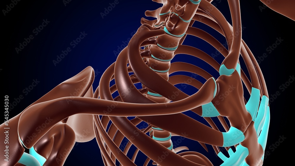 Costovertebral and Costotransverse Joints anatomy human rib cage for ...
