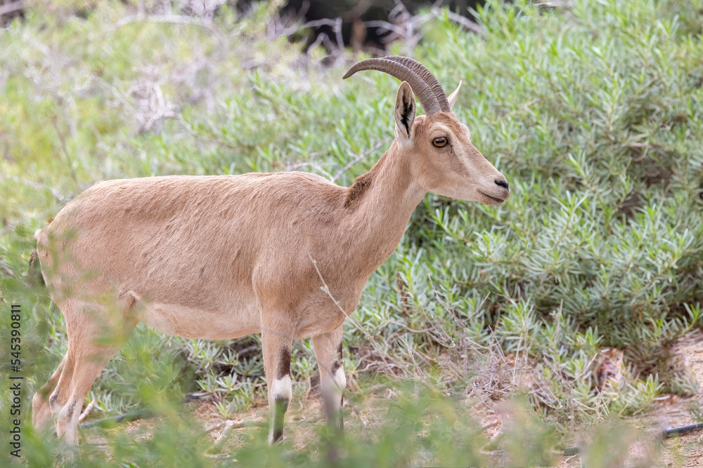 The Nubian ibex (Capra nubiana) is a desert-dwelling goat species found ...