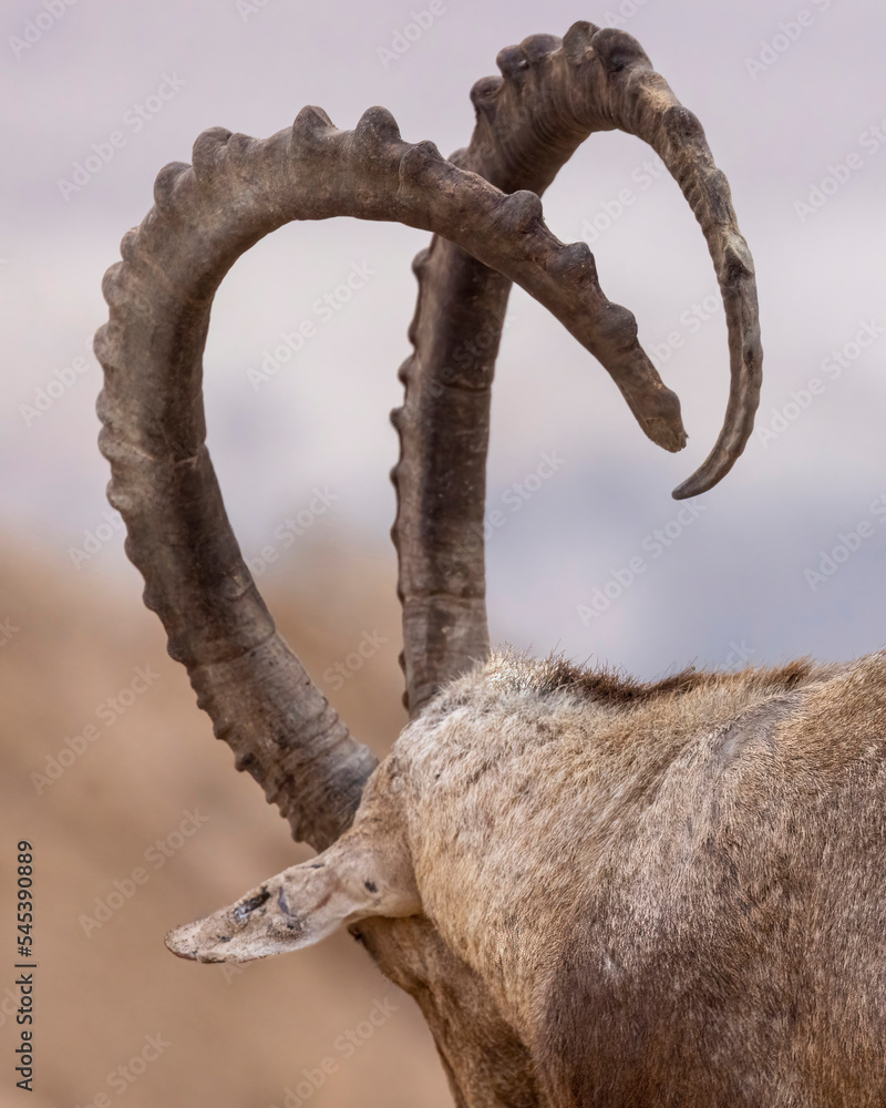The Nubian ibex (Capra nubiana) is a desert-dwelling goat species found ...