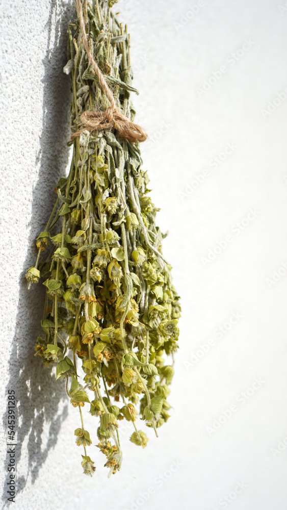 Hanging bunch of medicinal herb Sideritis Scardica or Mountain tea ...