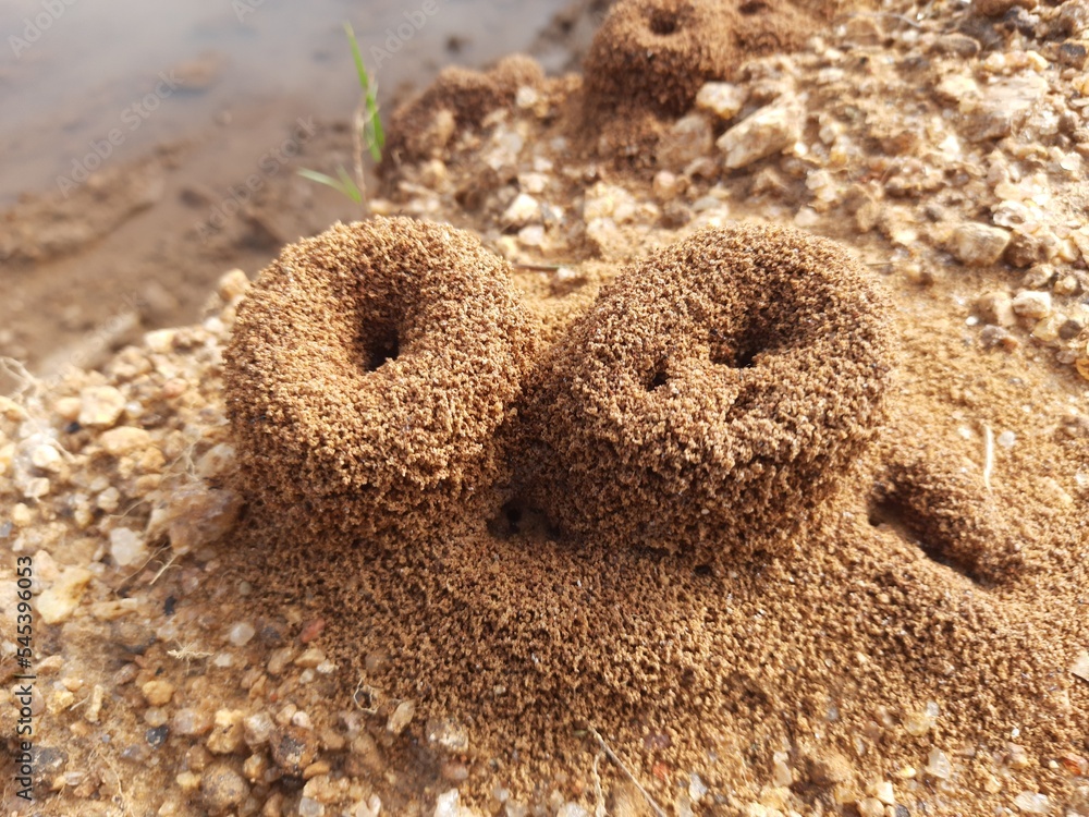 Colony of ants. Ants are making their home and Digging the soil from ...