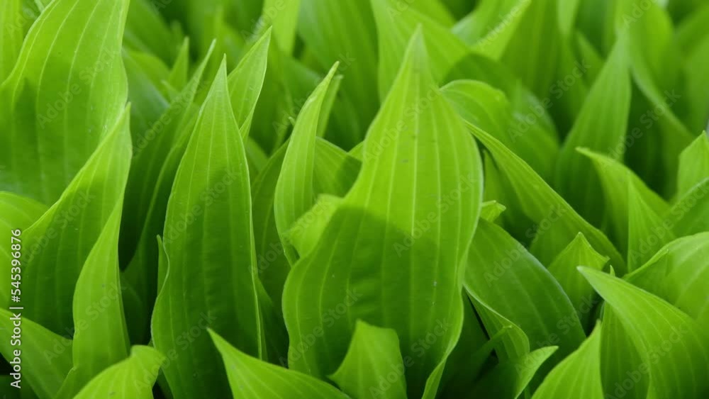Spring background, young hosta leaves in spring. Natural background ...