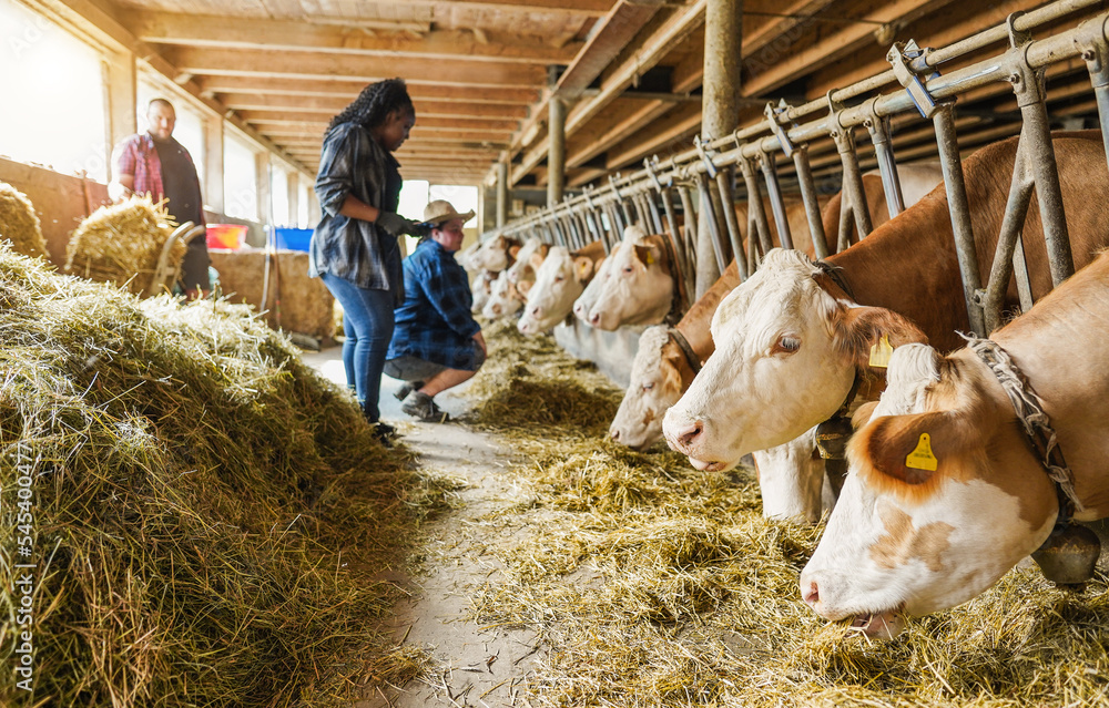 Young multiracial farmer people working together inside cowshed - Focus ...