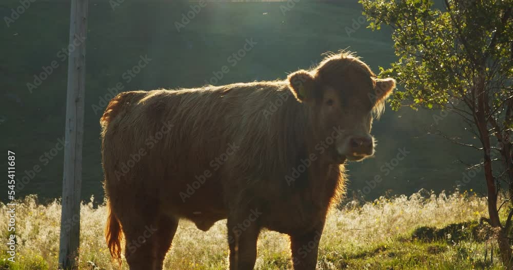 Highland cattle Cow with red hair and without horns standing in a field ...