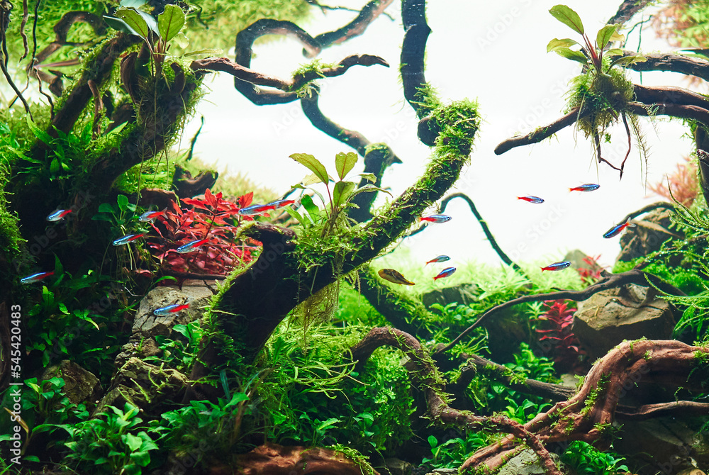 Beautiful freshwater aquascape with live aquarium plants, Frodo stones ...