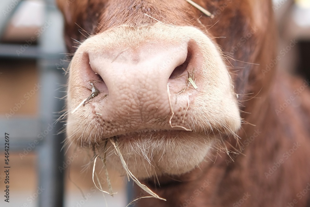 Nase einer Kuh mit Heu Stock Photo | Adobe Stock