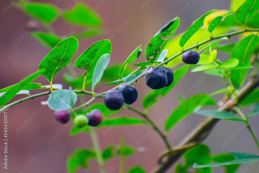 Phyllanthus reticulatus is a plant species described Jean Louis Marie ...