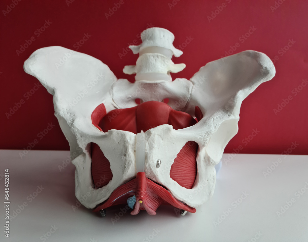 Anatomy location of female pelvis with muscles closeup Stock Photo ...