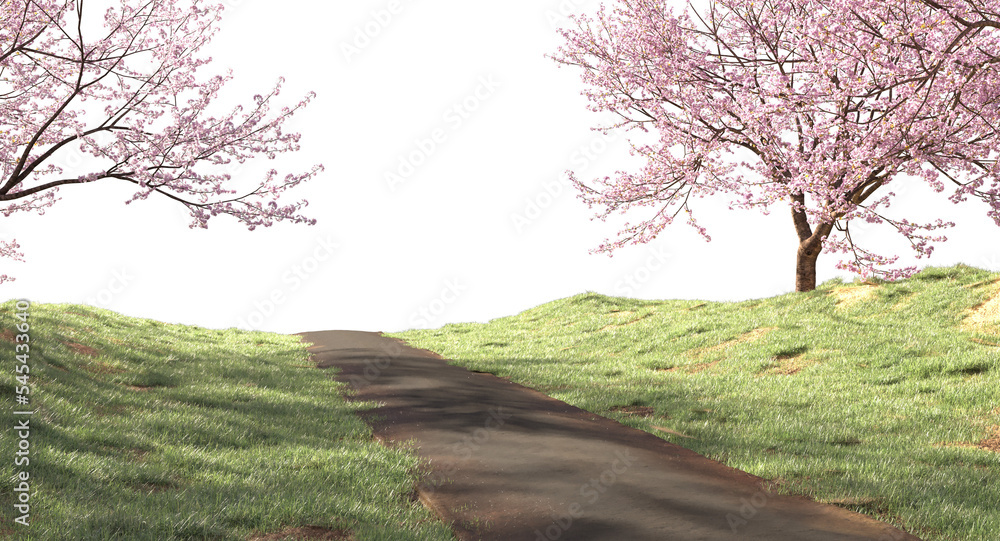 sakura trees along a road clipping path cherry blossom trees on the ...