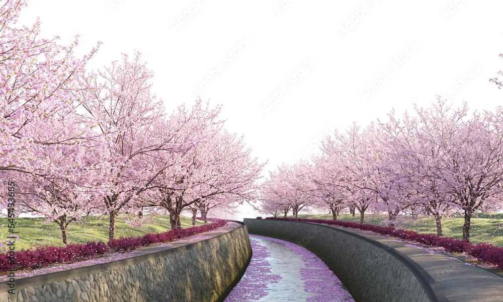 Sakura trees along a river clipping path cherry blossom trees on the ...
