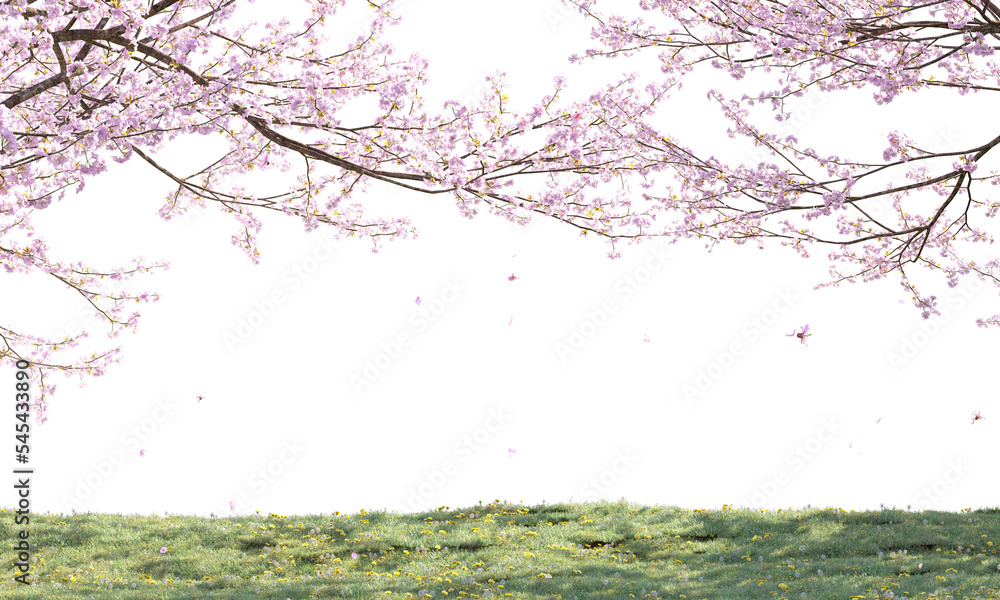 sakura cherry blossom Stock Photo | Adobe Stock