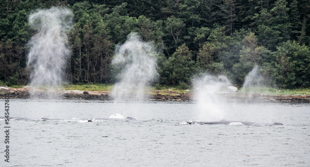 Splash of water in the air after group of Humpback whale breaching by ...