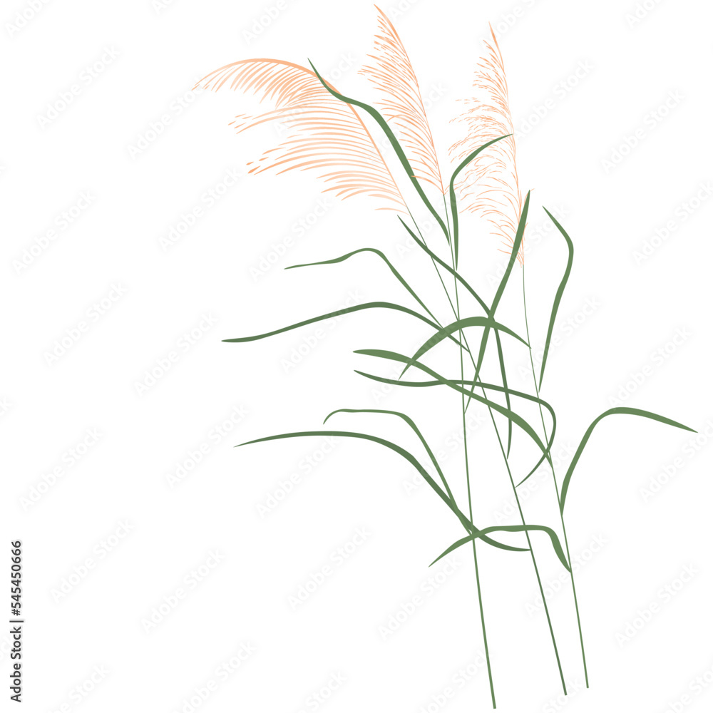 Dry reed vector stock illustration. Isolated on a white background. A ...