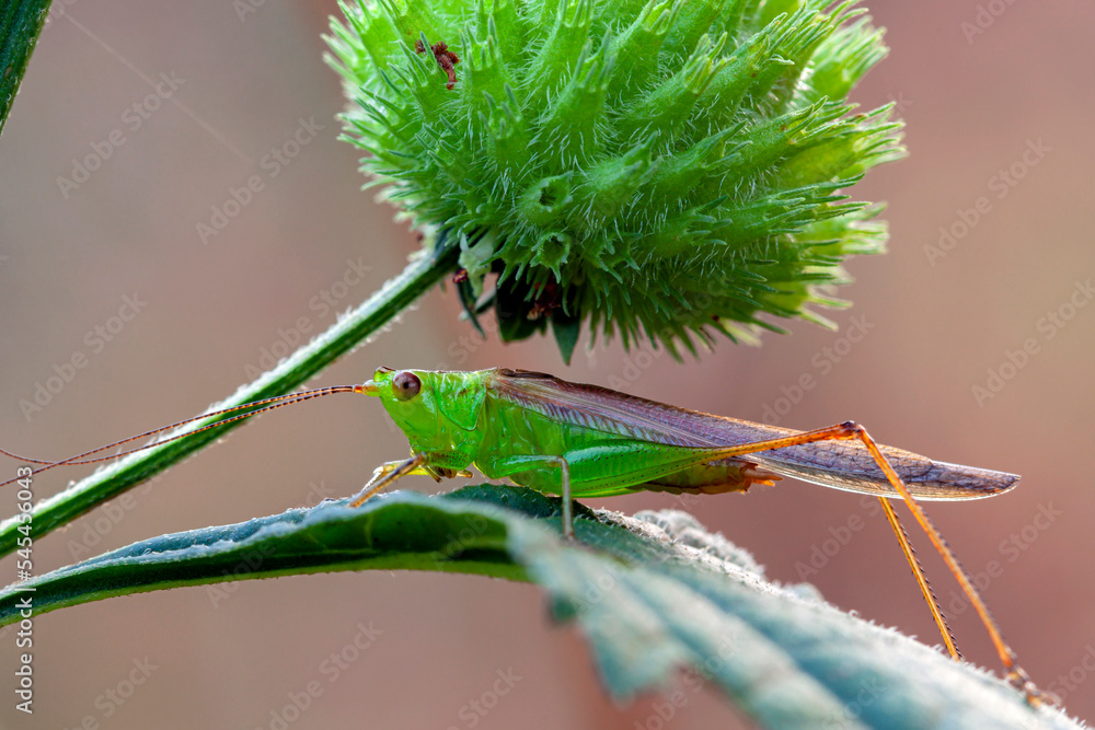 Macro photography of Grasshopper on green leaf in the forest ...
