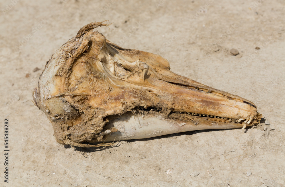 Foto de Decomposition of the corpse of a Black Sea dolphin. The skull ...