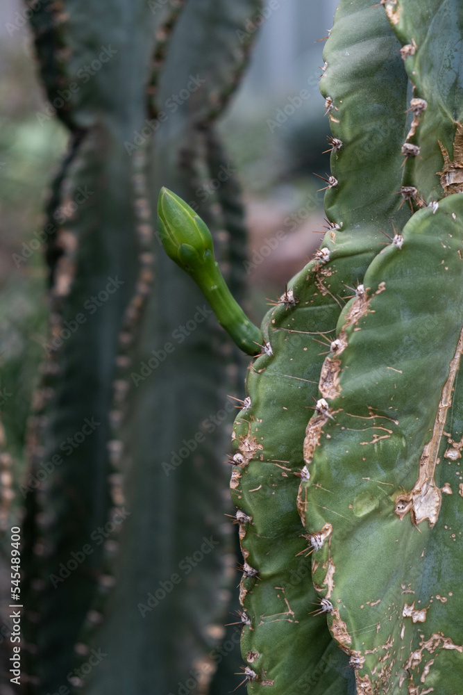 Bloom on a mature cactus. Some damage shows in the form of brown marks ...