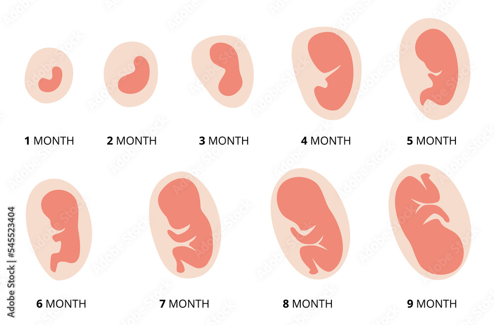 Human fetus development. Pregnancy. Illustration showing stages in ...