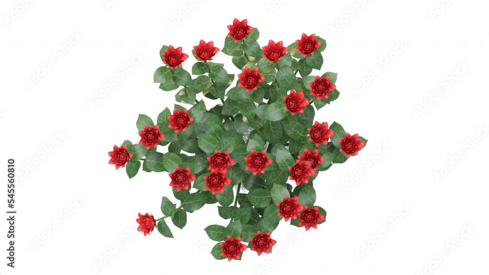 Roses flower on a white background in 3D animation, and Flowering ...
