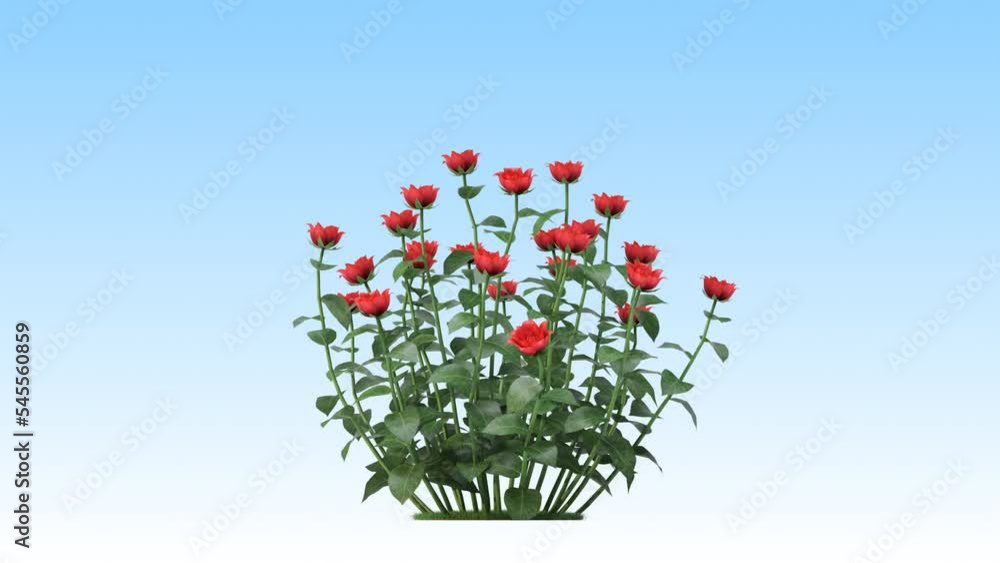 Vidéo Stock Roses flower on a white background in 3D animation, and ...