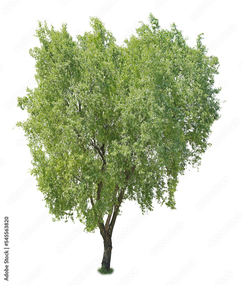 tree isolated on white background. single tree isolated on white ...