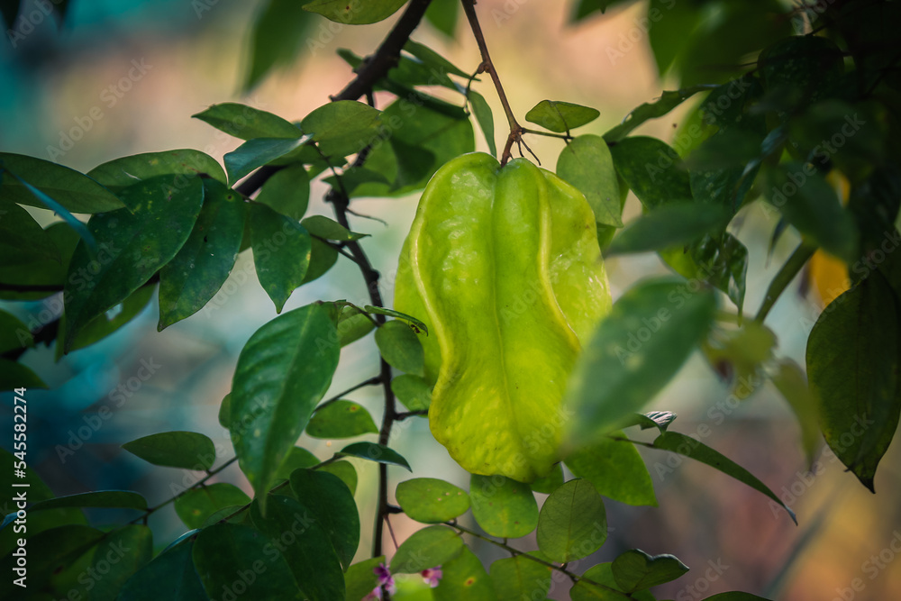 Carambola, also known as star fruit, is the fruit of Averrhoa carambola ...