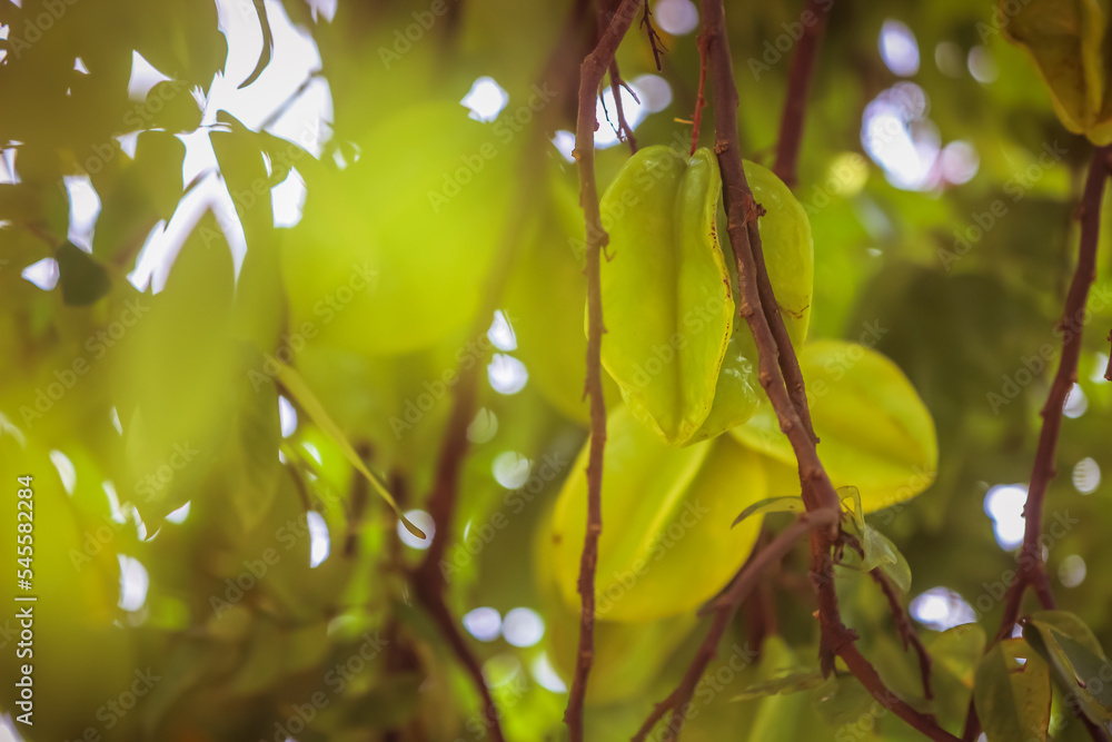 Carambola, also known as star fruit, is the fruit of Averrhoa carambola ...