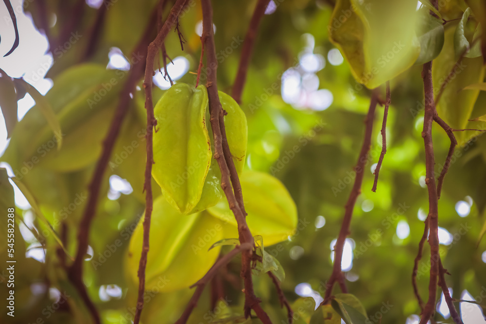 Carambola, also known as star fruit, is the fruit of Averrhoa carambola ...