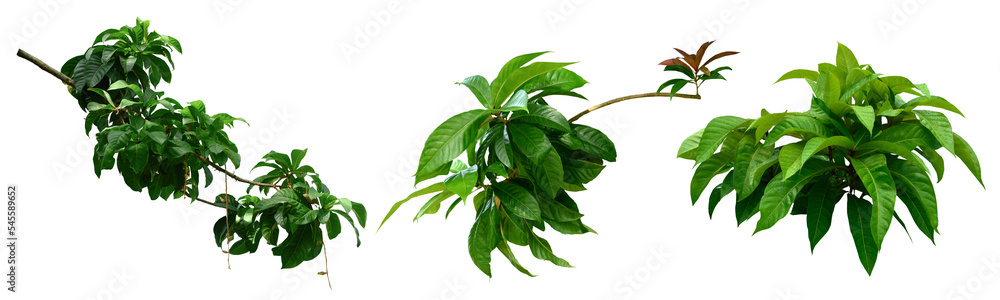 Plant leaves Green nature Tropical forest isolated on transparent ...