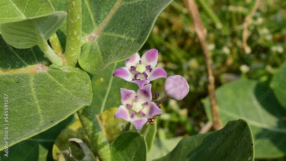 Calotropis procera, Giant calotrope, Milkweeds, plant in india ...