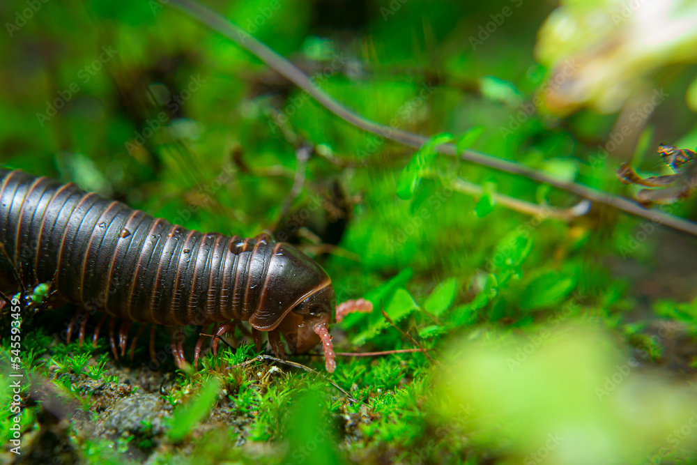 milipede, centipede, kaki seribu, uling, luing, luwing, keluwing ...