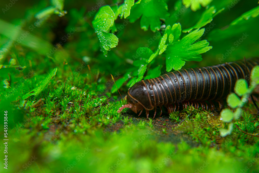 milipede, centipede, kaki seribu, uling, luing, luwing, keluwing ...