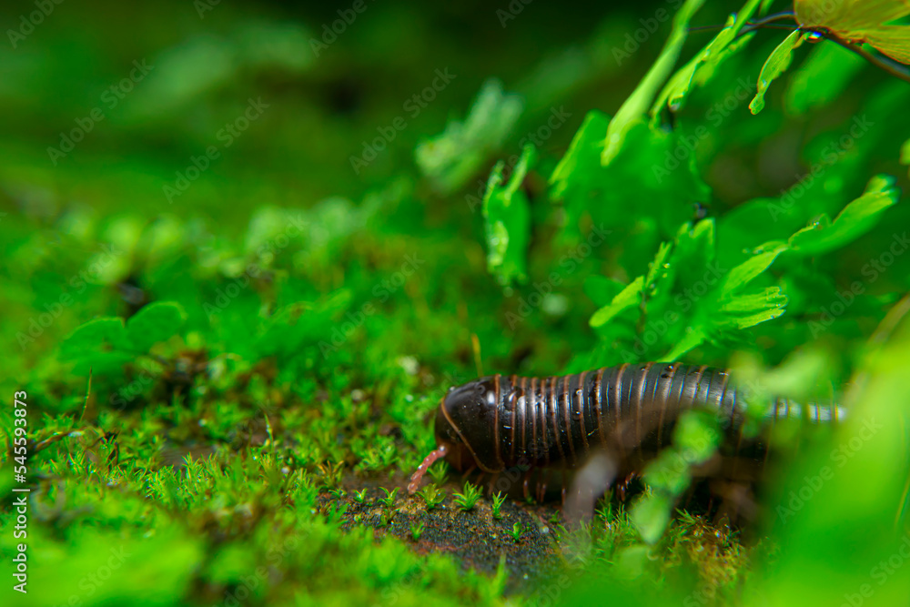 milipede, centipede, kaki seribu, uling, luing, luwing, keluwing ...