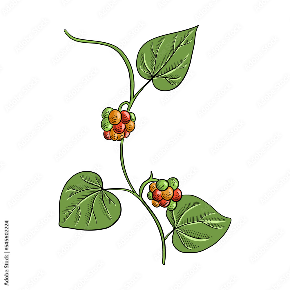 vector drawing plant of Stephania root ,Stephania tetrandra, Han Fang ...