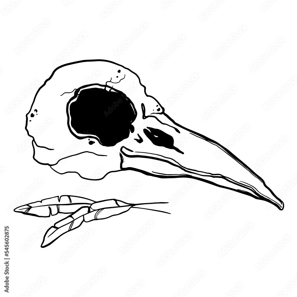 Bird skull with feathers vector drawing. Outline skull and feathers of ...