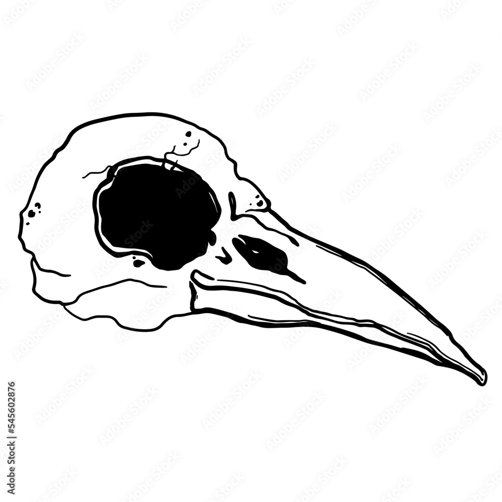 Bird skull vector drawing. Outline skull of a bird, isolated on ...