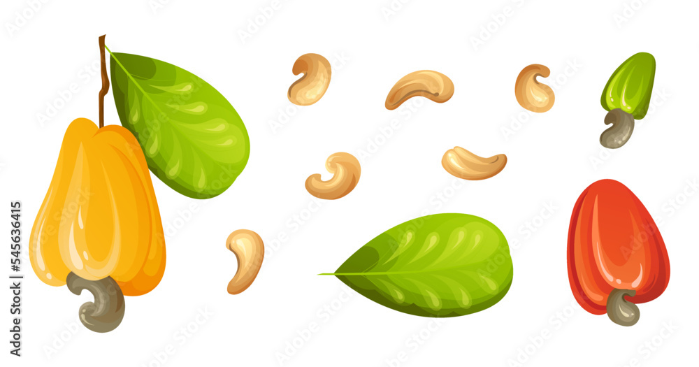 Cashew Fruit Vector