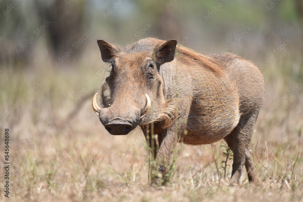 Warthogs are pigs that live in open and semi-open habitats in sub ...