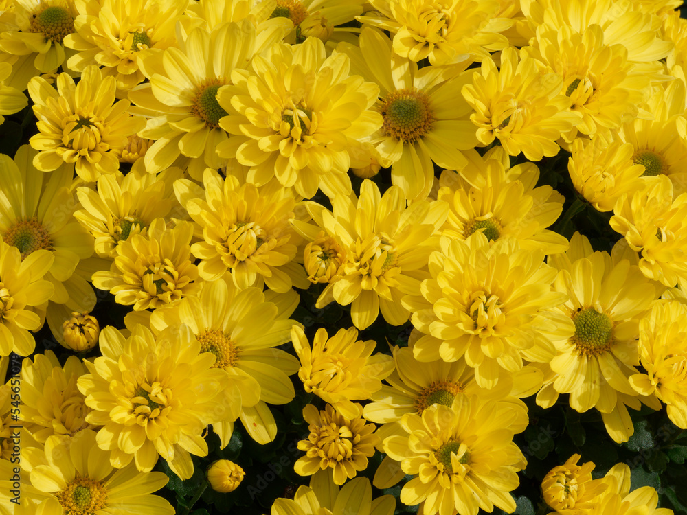 Florist's daisies. (Chrysanthemum × morifolium) Background of Yellow ...