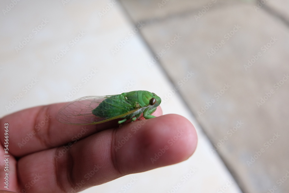 Foto de Tonggeret, also known as cicadas, are insects that belong to ...