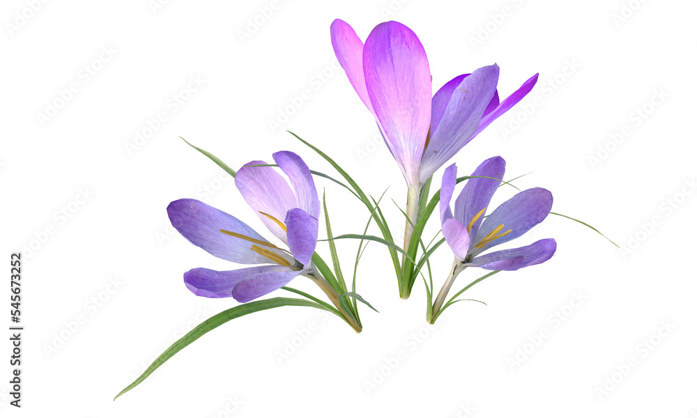 Autumn Crocus Drawing