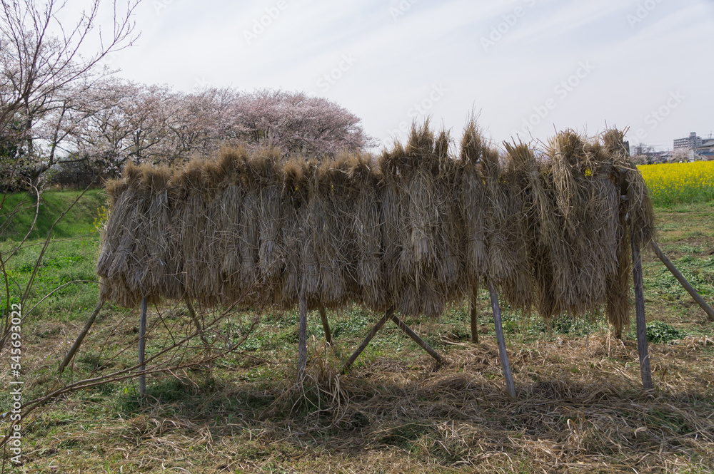 Sun-drying of rice in the rice fields of the Fujiwara Palace Ruins ...