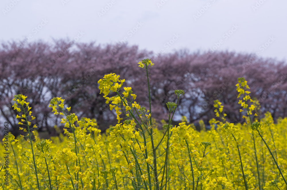 Cherry blossoms and canola flower at the Fujiwara Palace Ruins ...