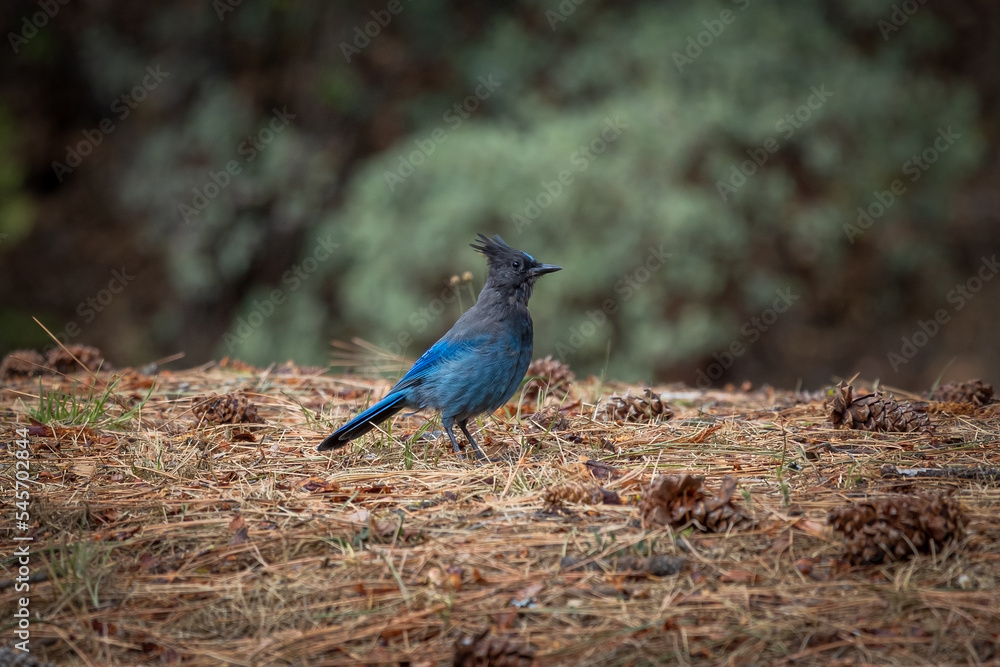 Steller's jay, with its beautiful blue feathers and fine crest, also ...