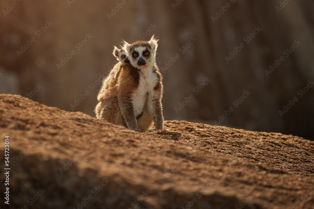 Ring-tailed lemur, Lemur catta, female with cub sitting on granite rock ...
