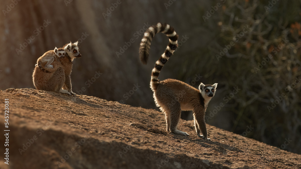 Ring-tailed lemur, Lemur catta, lemurs family on rock, backlit by ...