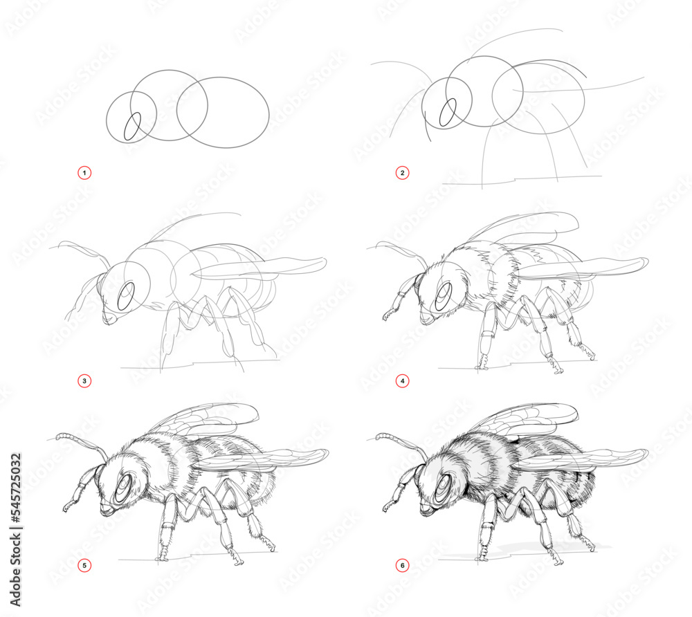 Page shows how to learn to draw sketch of bumblebee. Creation step by ...