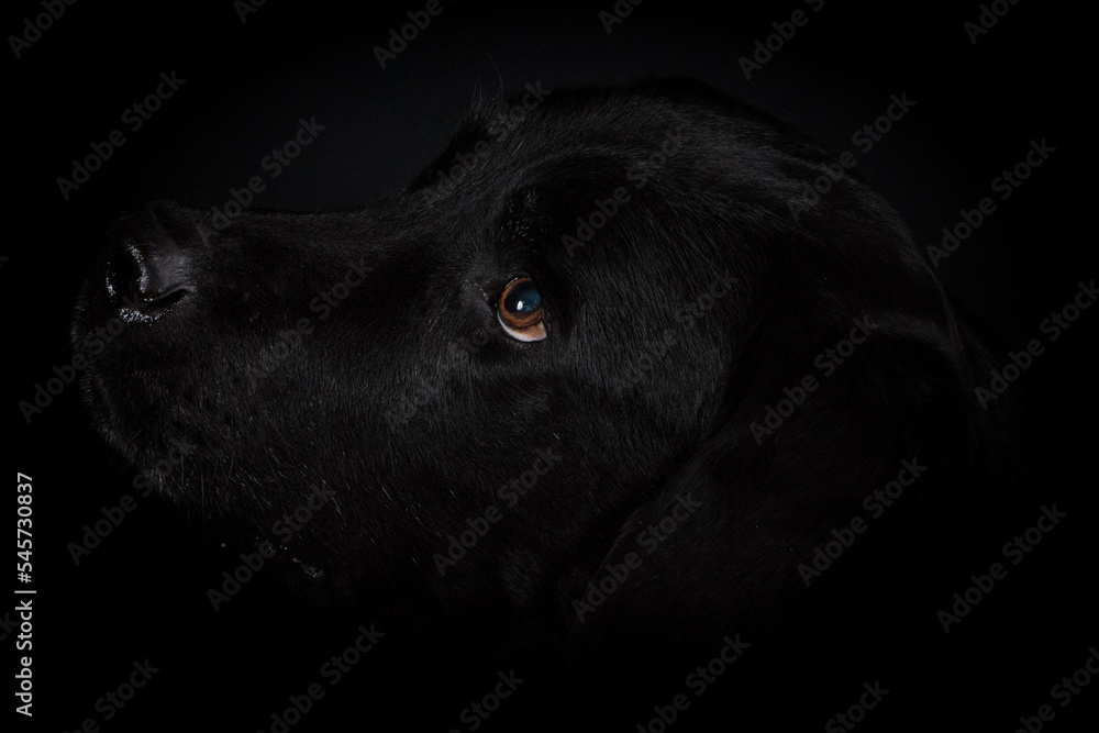 extreme close up side view of a black labrador head who is looking up ...