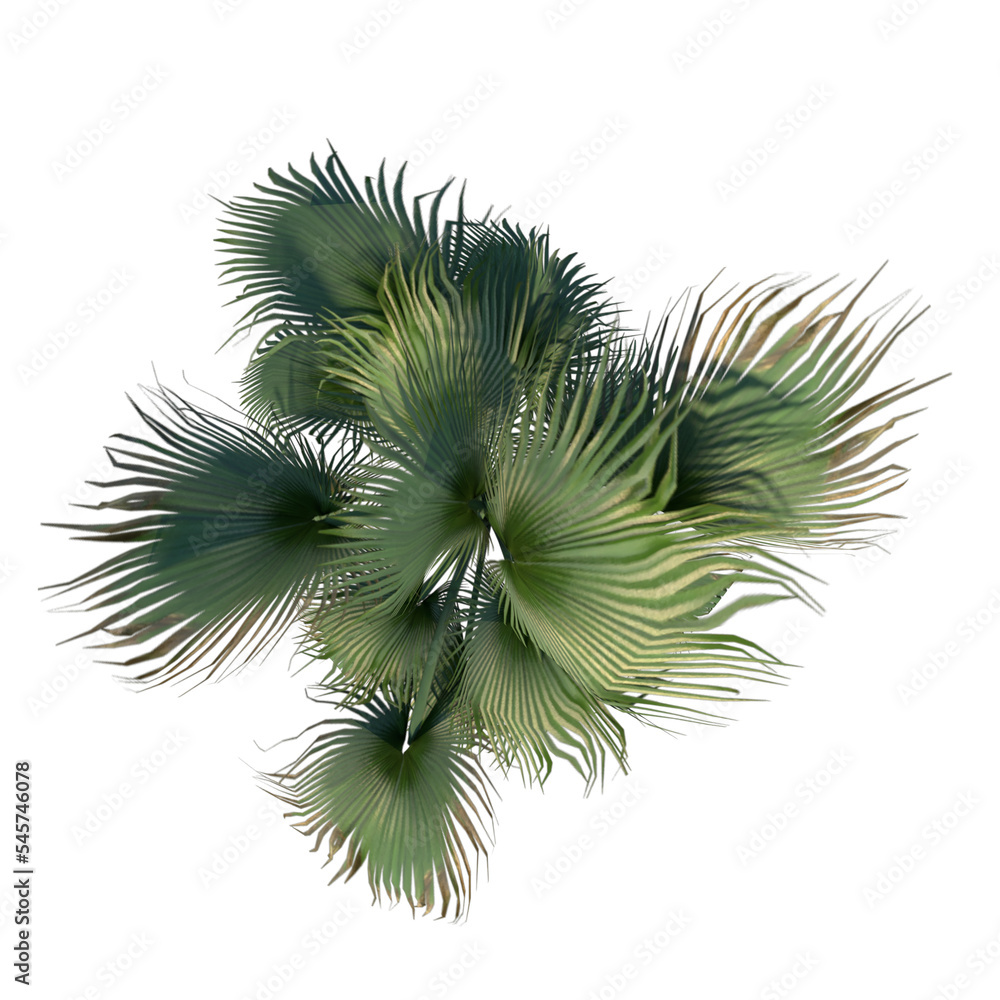 Top view of Plant (Washingtonia filifera desert fan palm 1) Tree png ...