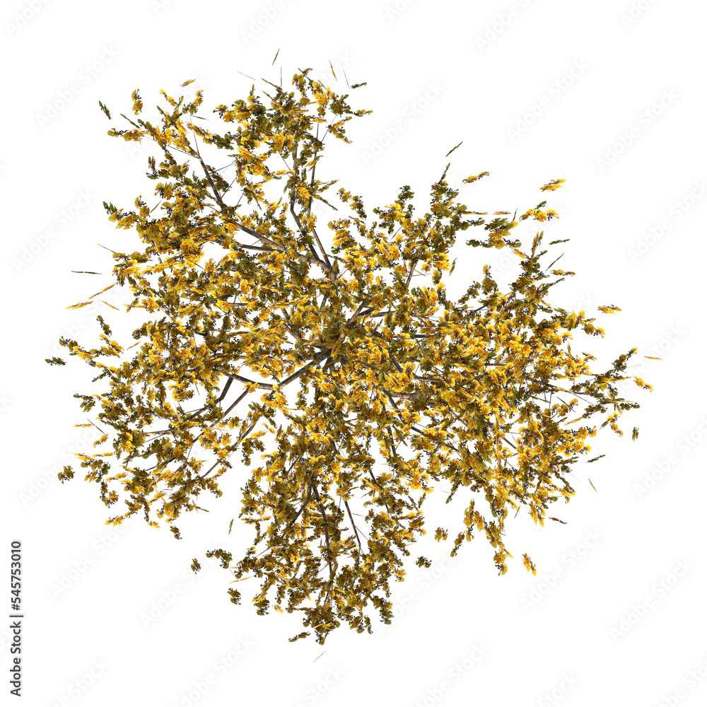 Top view of Plant (Handroanthus albus golden trumpet tree 2) Tree png ...