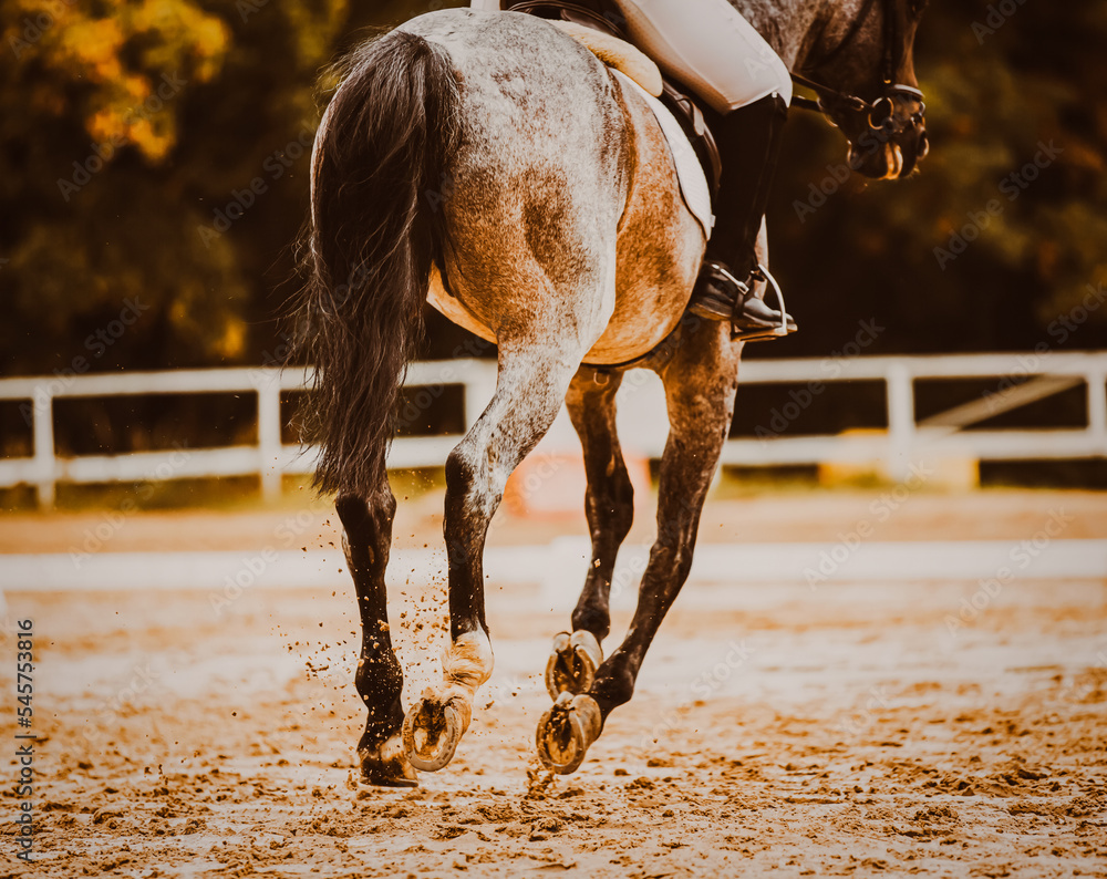 A rear view of a beautiful gray horse with shod hooves and a rider in ...